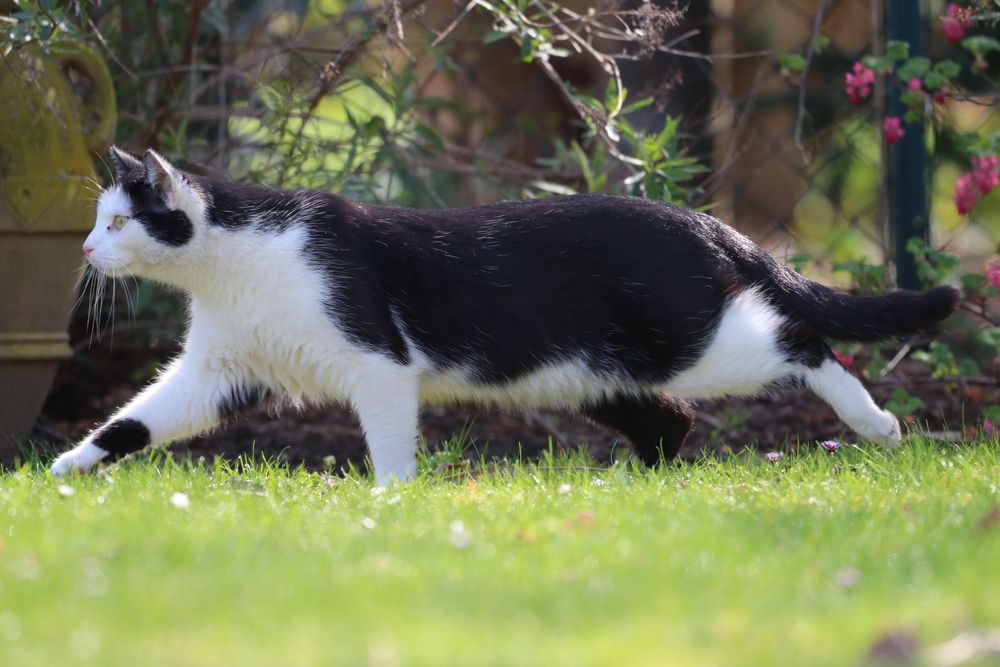 Katze im Garten Foto & Bild | tiere, haustiere, katzen Bilder auf fotocommunity