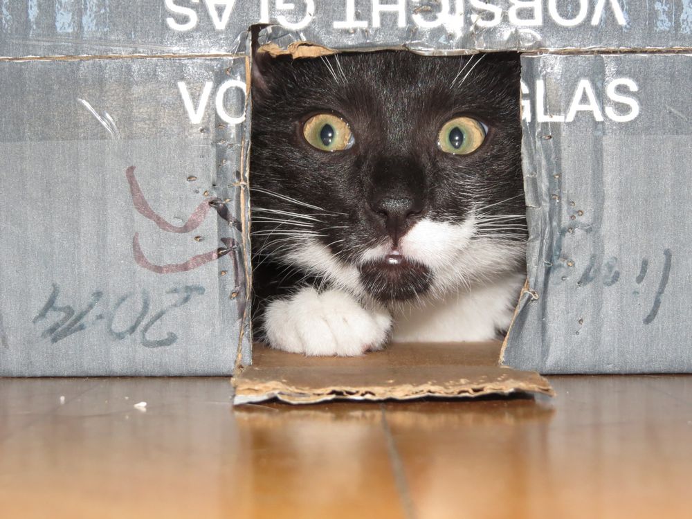 Katze im Karton 1 Foto & Bild | tiere, haustiere, katzen Bilder auf ...