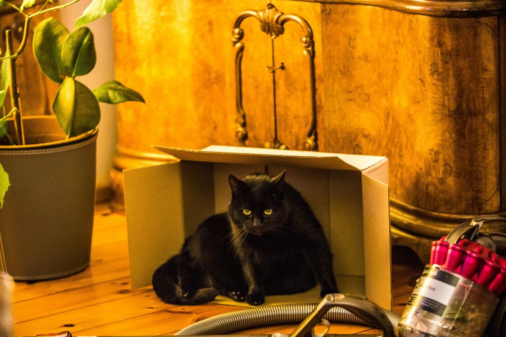 katze im karton Foto & Bild | tiere, haustiere, katzen Bilder auf ...