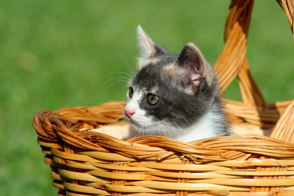 Katze im Korb Foto & Bild | tiere, haustiere, katzen Bilder auf ...
