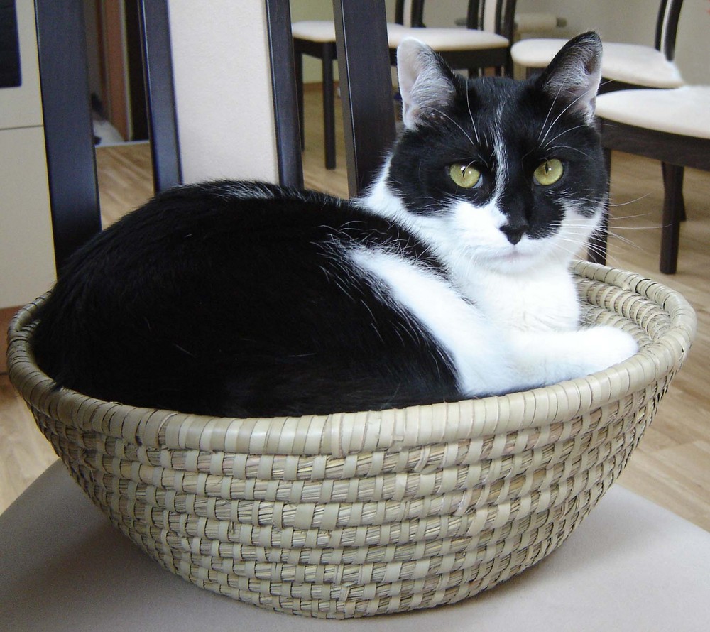 Katze im Korb Foto & Bild | tiere, haustiere, katzen Bilder auf ...