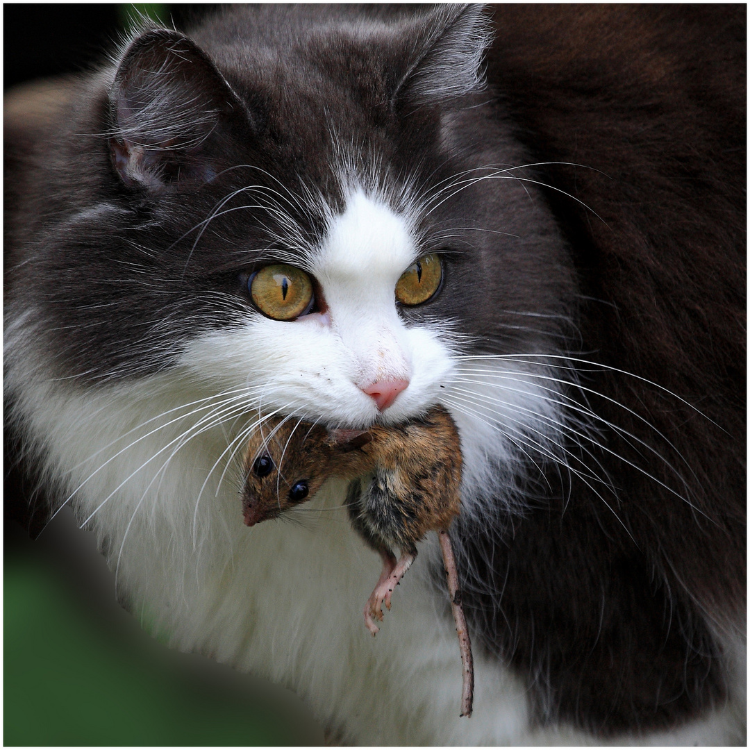 "Katze-Maus" Foto & Bild | natur, portraits, wildlife Bilder auf ...