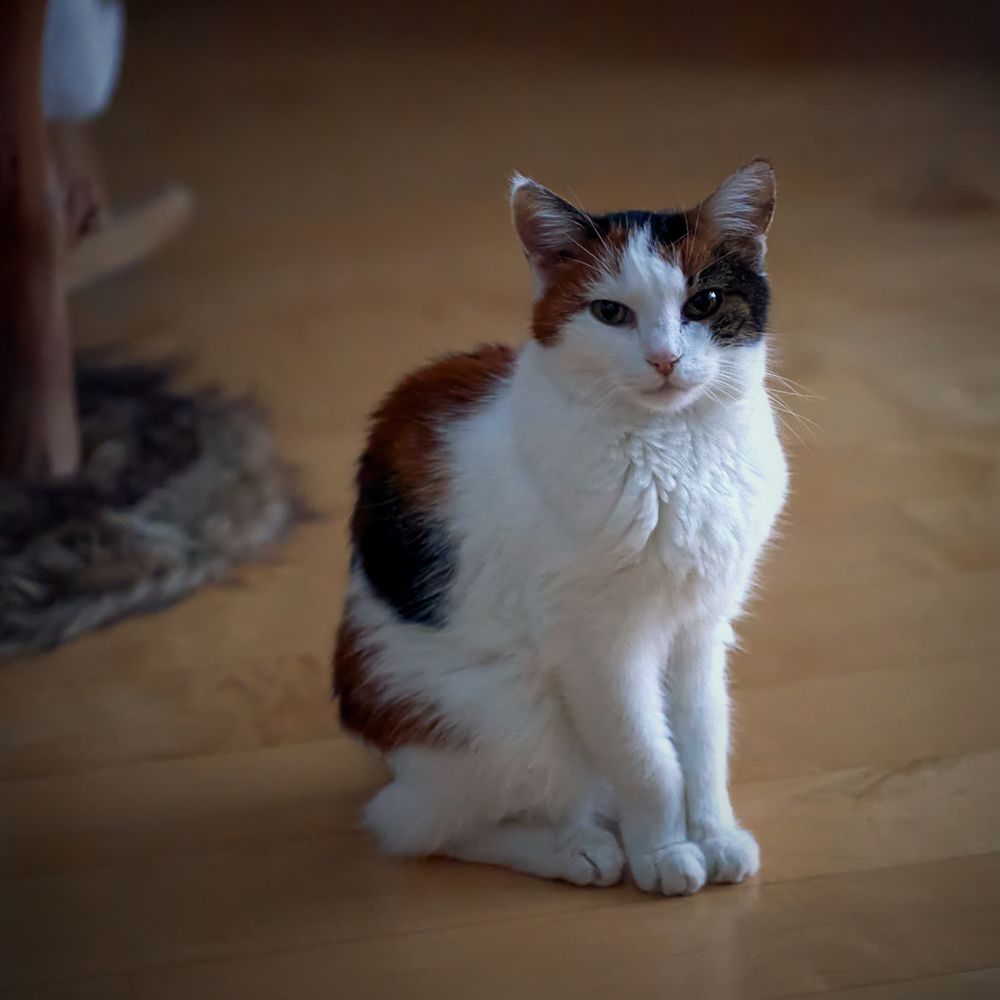 Katze sitzend Foto & Bild | tiere, haustiere, katzen Bilder auf ...