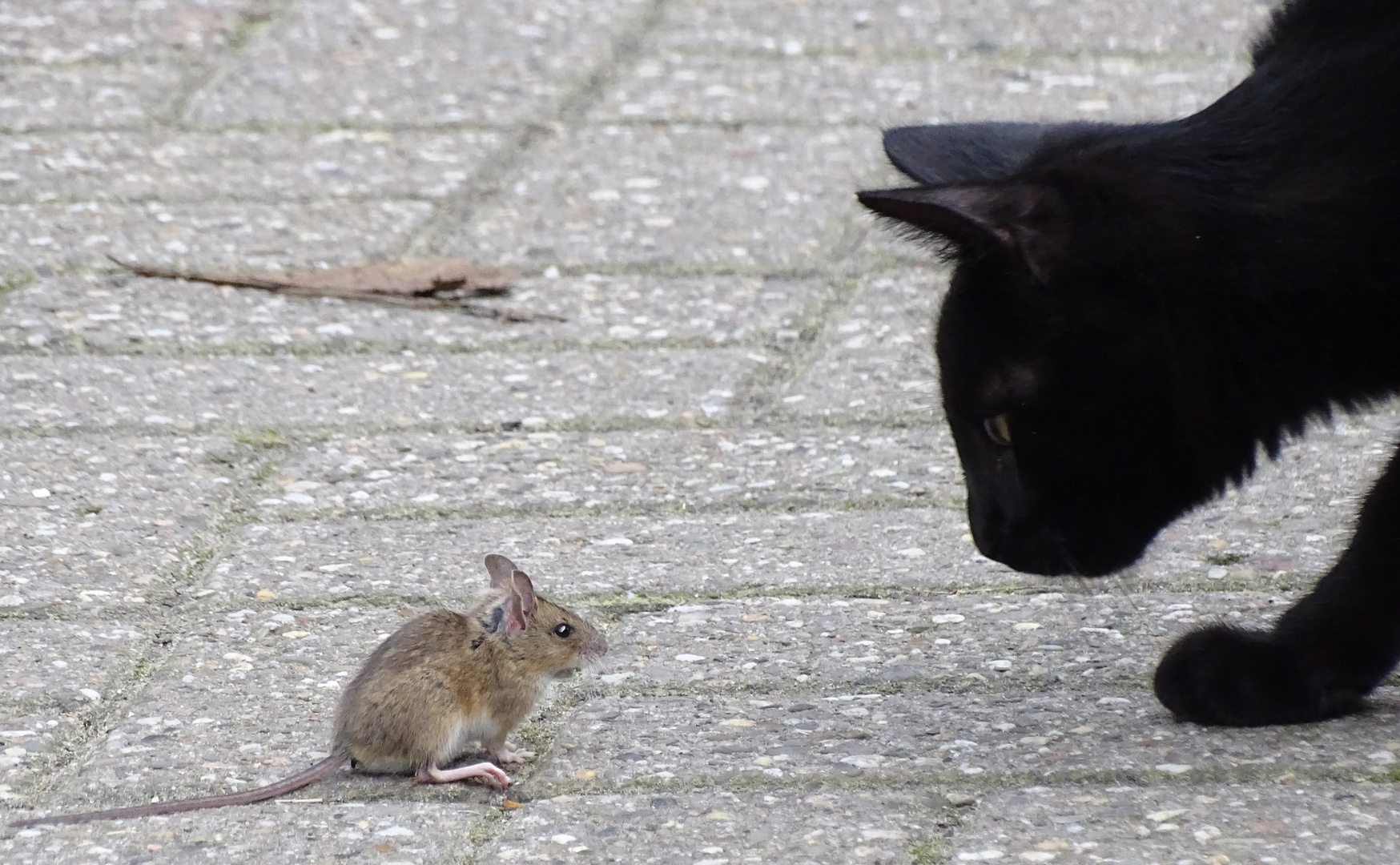 Katze und Maus Foto & Bild | natur Bilder auf fotocommunity