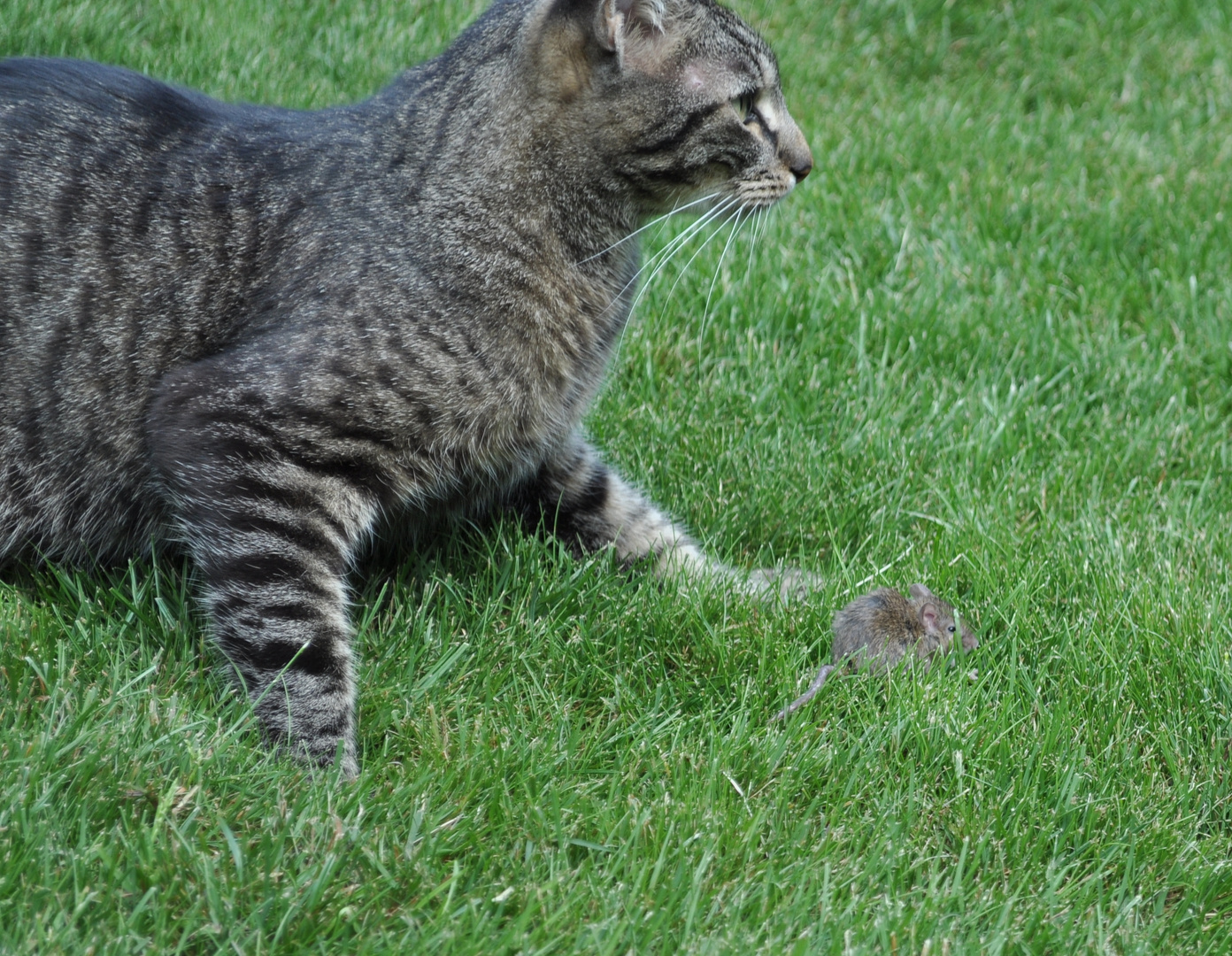 Katze und Maus Foto & Bild | tiere, haustiere, katzen Bilder auf ...