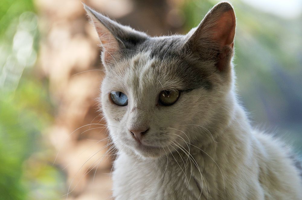 Katze vom Nil Foto & Bild | africa, egypt, north africa Bilder auf ...