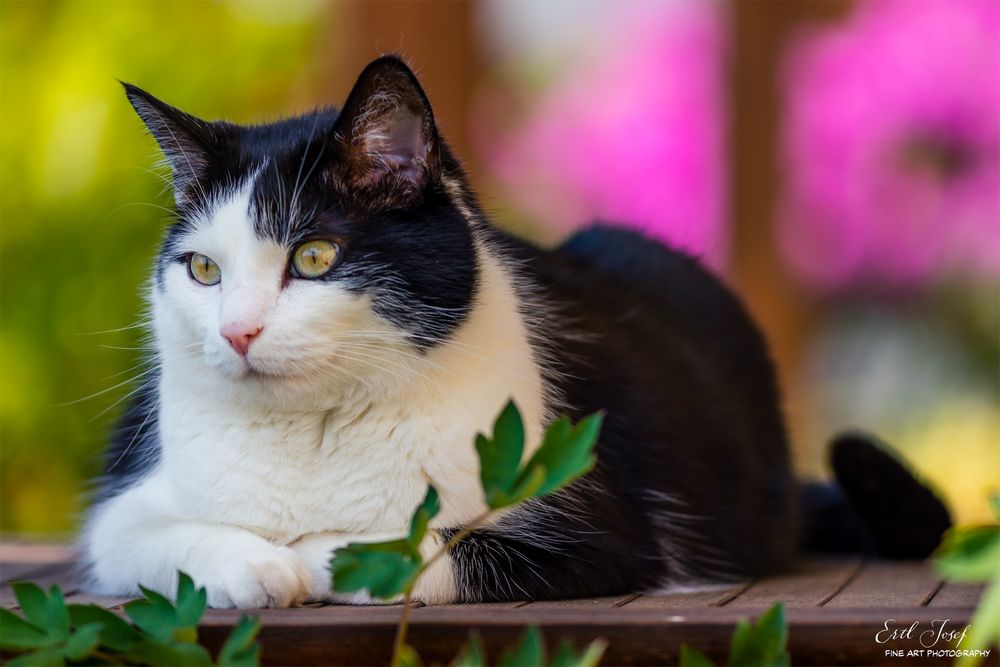 Katze0155 Foto & Bild | tiere, haustiere, katzen Bilder auf fotocommunity