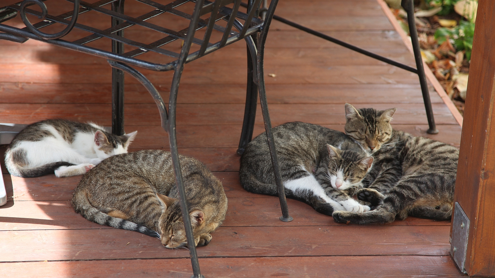 Katzen Foto & Bild | tiere, haustiere, katzen Bilder auf fotocommunity
