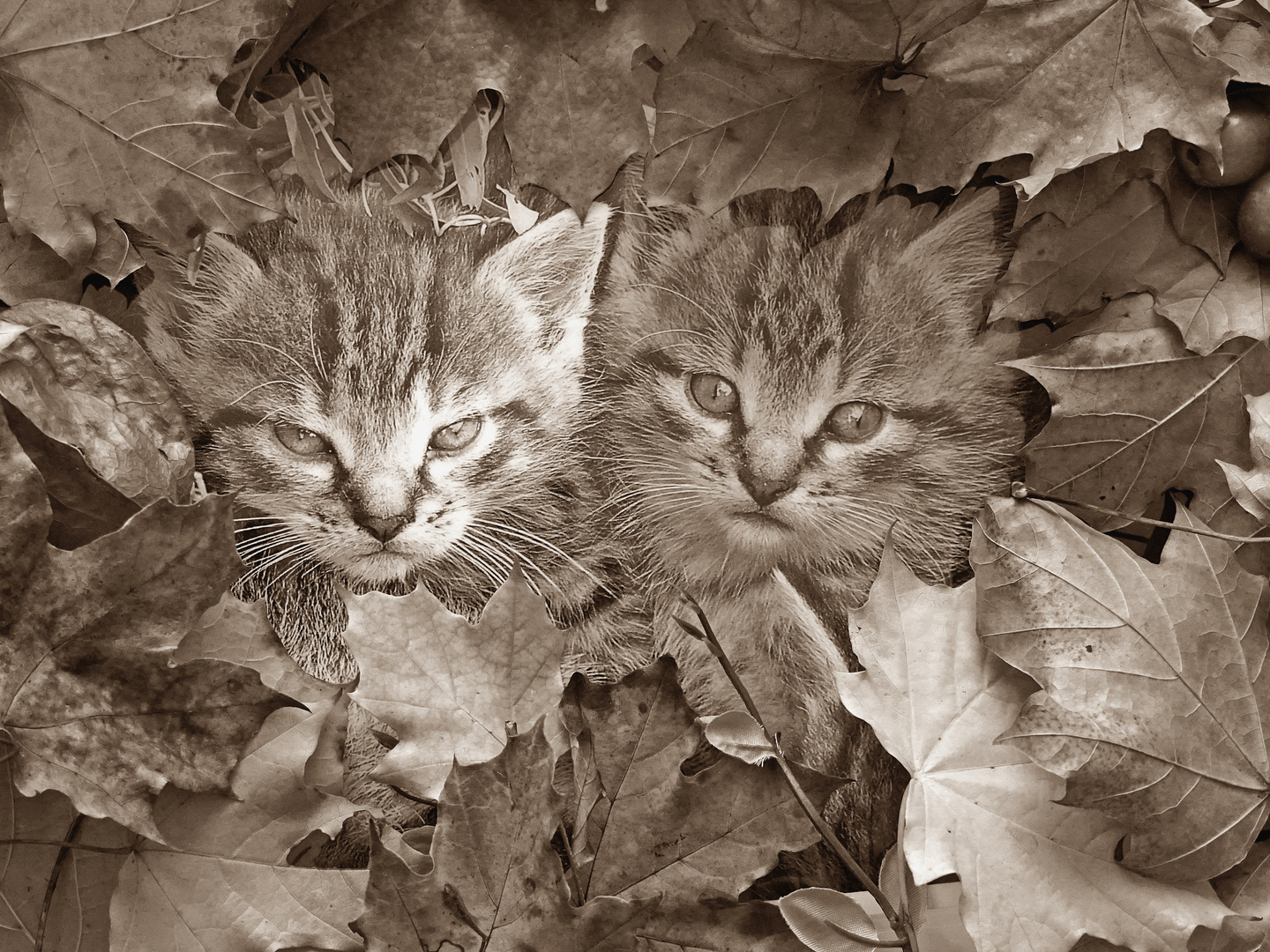 Katzen Foto & Bild | tiere, haustiere, katzen Bilder auf fotocommunity