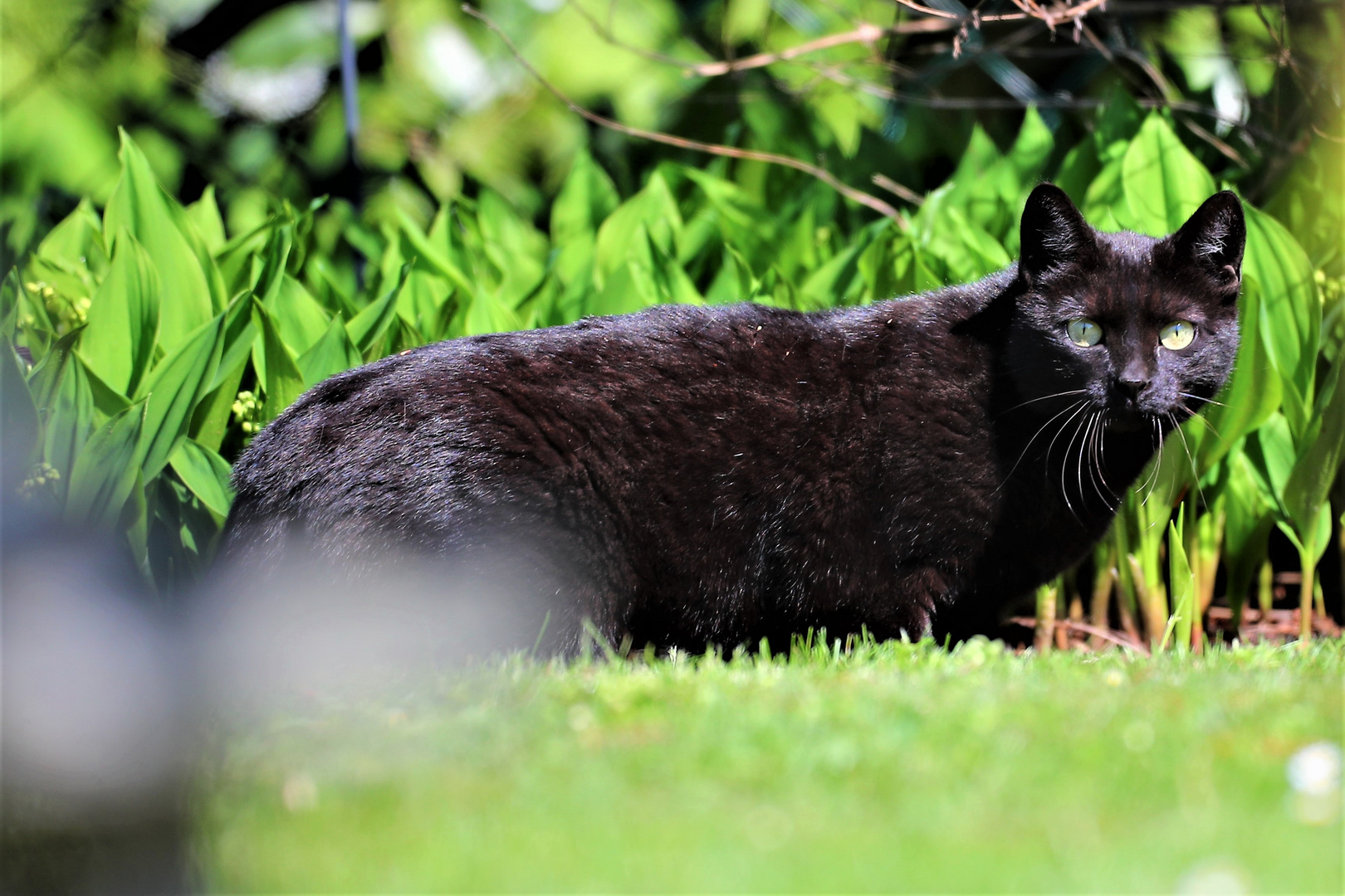 Katzen Foto & Bild | tiere, haustiere, katzen Bilder auf fotocommunity