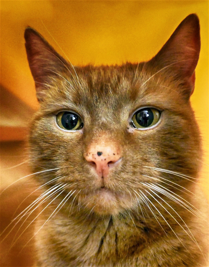 Katzen-Augen-Blick Foto & Bild | tiere, haustiere, katzen Bilder auf fotocommunity