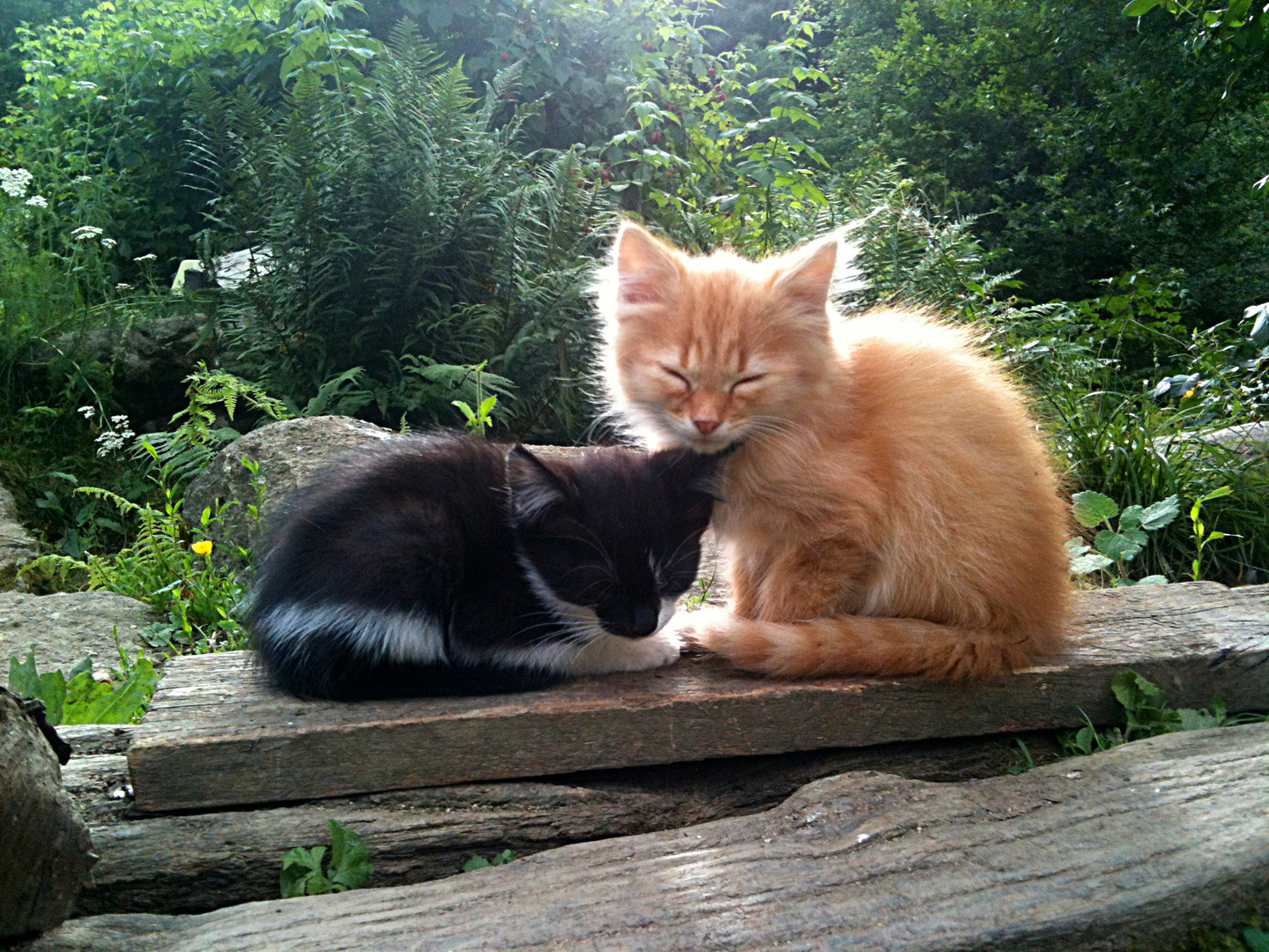 Katzen Foto & Bild | tiere, haustiere, katzen Bilder auf fotocommunity