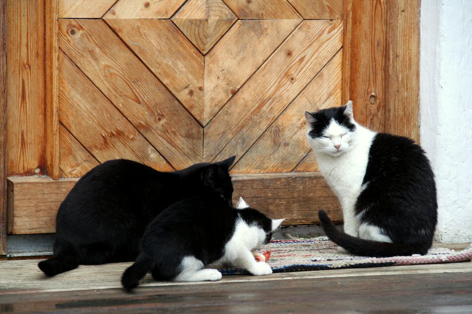 Katzen -Familie Foto & Bild | tiere, haustiere, katzen Bilder auf fotocommunity