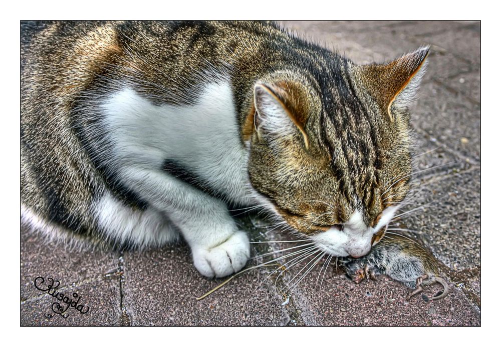 Katzen fressen Mäuse! Foto & Bild | tiere, haustiere, katzen Bilder auf fotocommunity