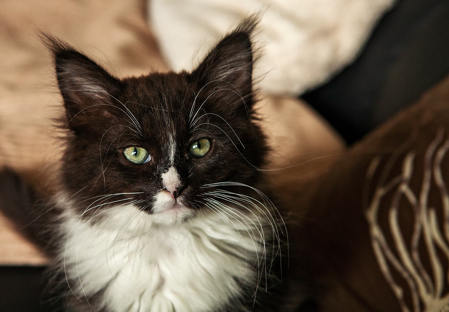 Katzen-Portrait 001a Foto & Bild | tiere, haustiere, katzen Bilder auf fotocommunity