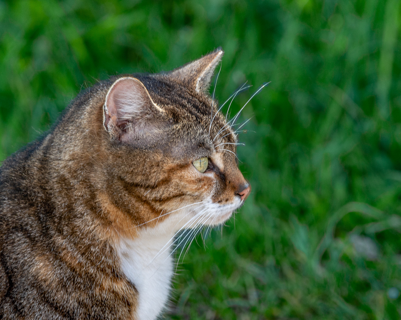 Katzen Portrait. Foto & Bild | tiere, haustiere, katzen Bilder auf fotocommunity