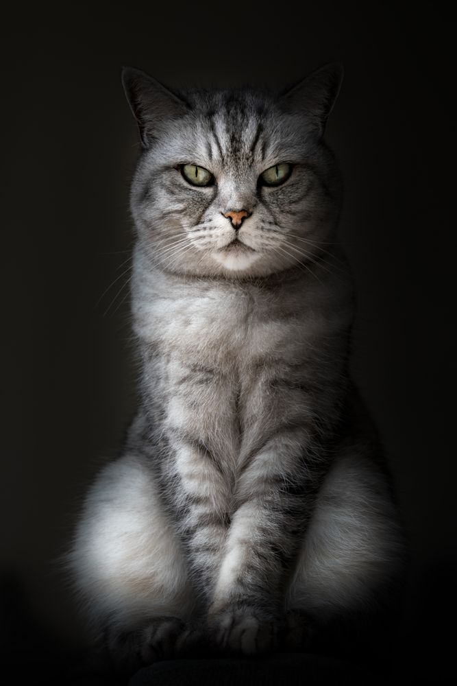 Katzen Portrait Foto & Bild | tiere, haustiere, katzen Bilder auf fotocommunity