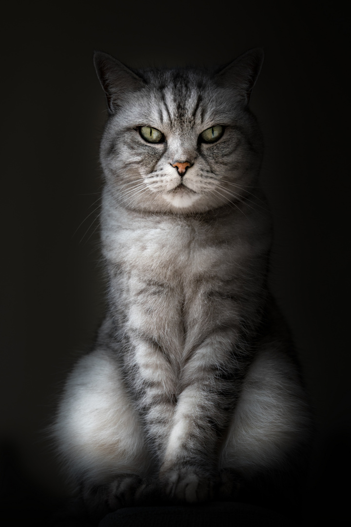 Katzen Portrait Foto & Bild | tiere, haustiere, katzen Bilder auf fotocommunity
