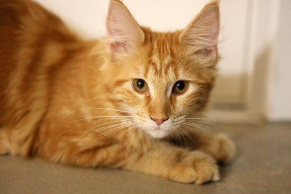 Katzen, Katzenbilder, Katzenfotos