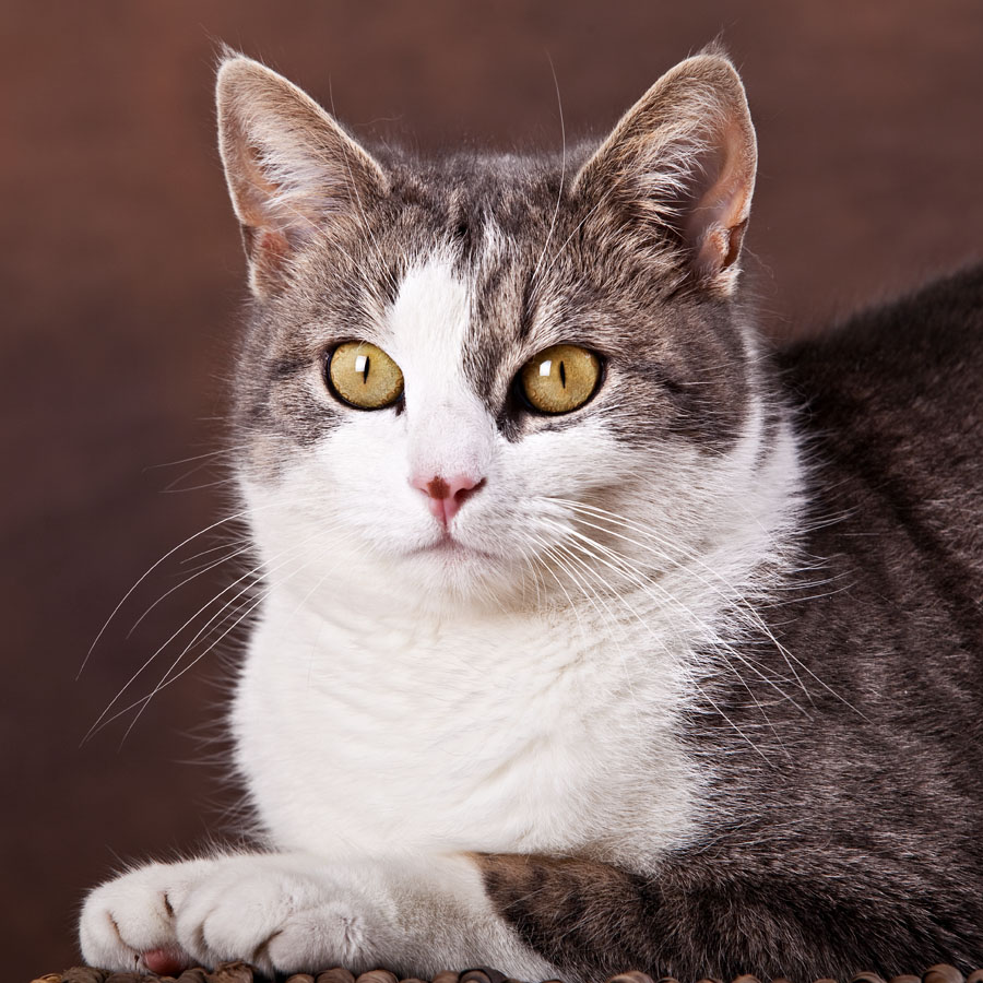 Katzen-Portrait Foto & Bild | tiere, haustiere, katzen Bilder auf fotocommunity