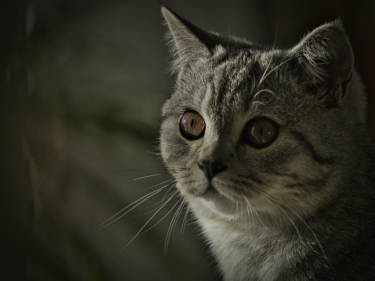 Katzen-Portrait Foto & Bild | tiere, haustiere, katzen Bilder auf fotocommunity