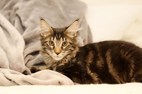 Katzen, Katzenbilder, Katzenfotos