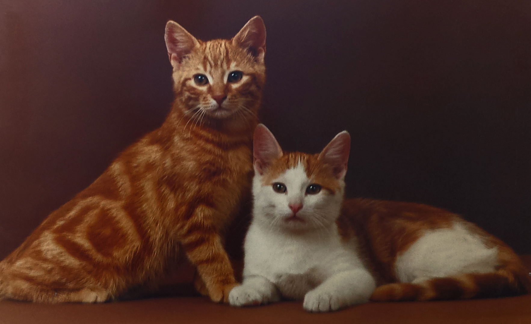 Katzen Portraits Foto & Bild | tiere, haustiere, katzen Bilder auf fotocommunity