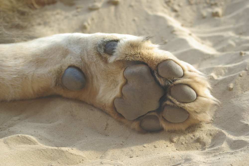 Katzen-Tatzen ;-) Foto & Bild | tiere, zoo, wildpark & falknerei ...