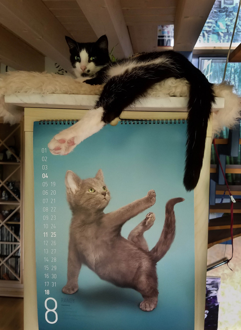 Katzen-Yoga Foto & Bild | tiere, haustiere, katzen Bilder auf fotocommunity