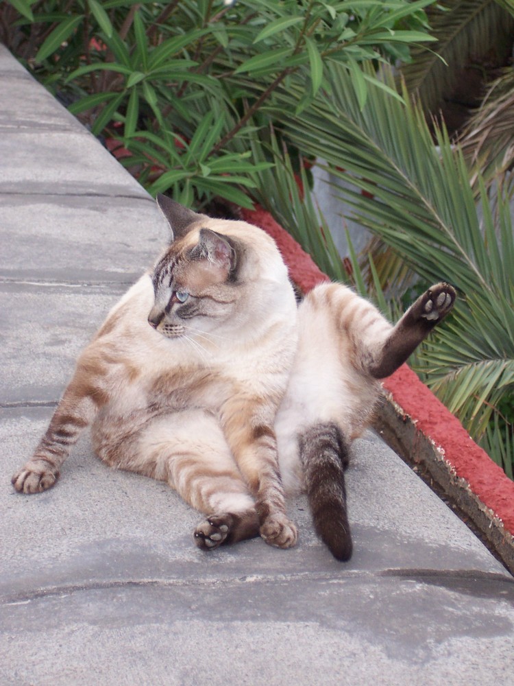 katzen yoga Foto & Bild | tiere, haustiere, katzen Bilder auf fotocommunity