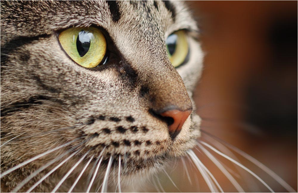 Katzenauge *1* Foto & Bild | tiere, haustiere, katzen Bilder auf fotocommunity