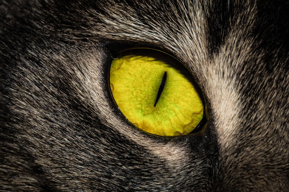 Katzenauge (1 von 1) Foto & Bild | makro, auge, natur Bilder auf fotocommunity