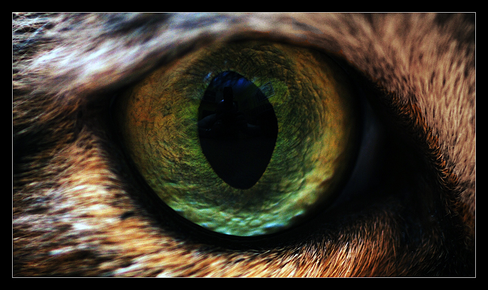 Katzenauge Foto & Bild | tiere, haustiere, katzen Bilder auf fotocommunity