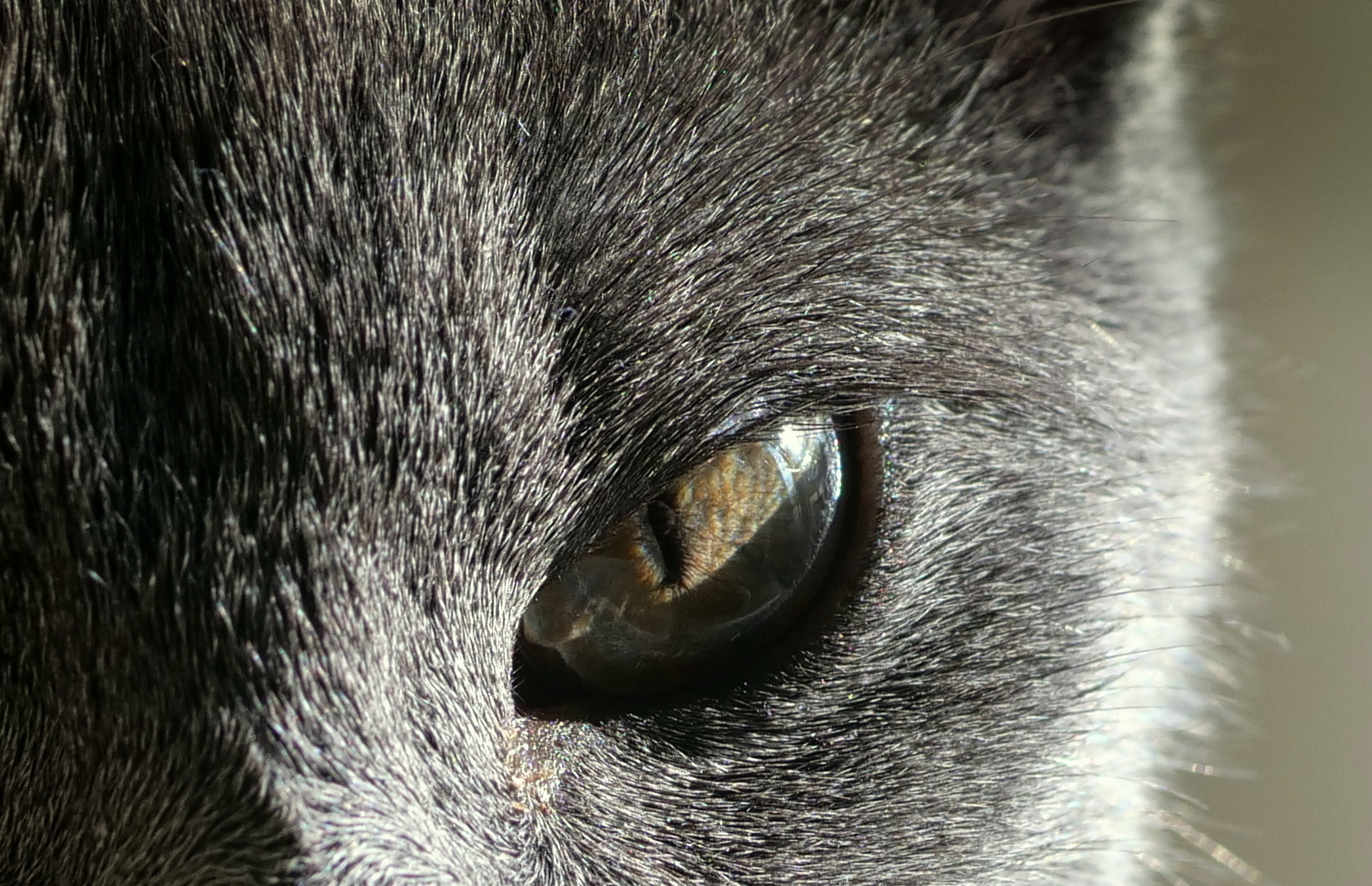 Katzenauge Foto & Bild | tiere, haustiere, katzen Bilder auf fotocommunity