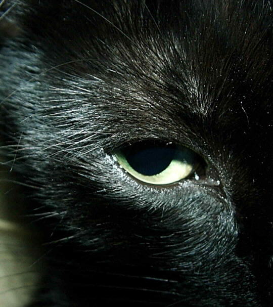 Katzenauge Foto & Bild | nah- & makro, techniken, aufnahme-techniken Bilder auf fotocommunity