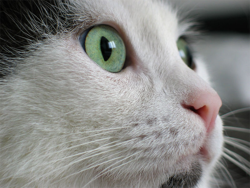 Katzenauge Foto & Bild | tiere, haustiere, katzen Bilder auf fotocommunity