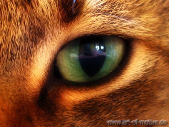 Katzenauge Foto & Bild | tiere, haustiere, katzen Bilder auf fotocommunity