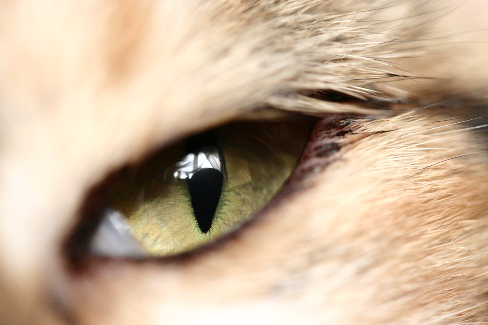 Katzenauge Foto & Bild | natur, tiere, youth Bilder auf fotocommunity