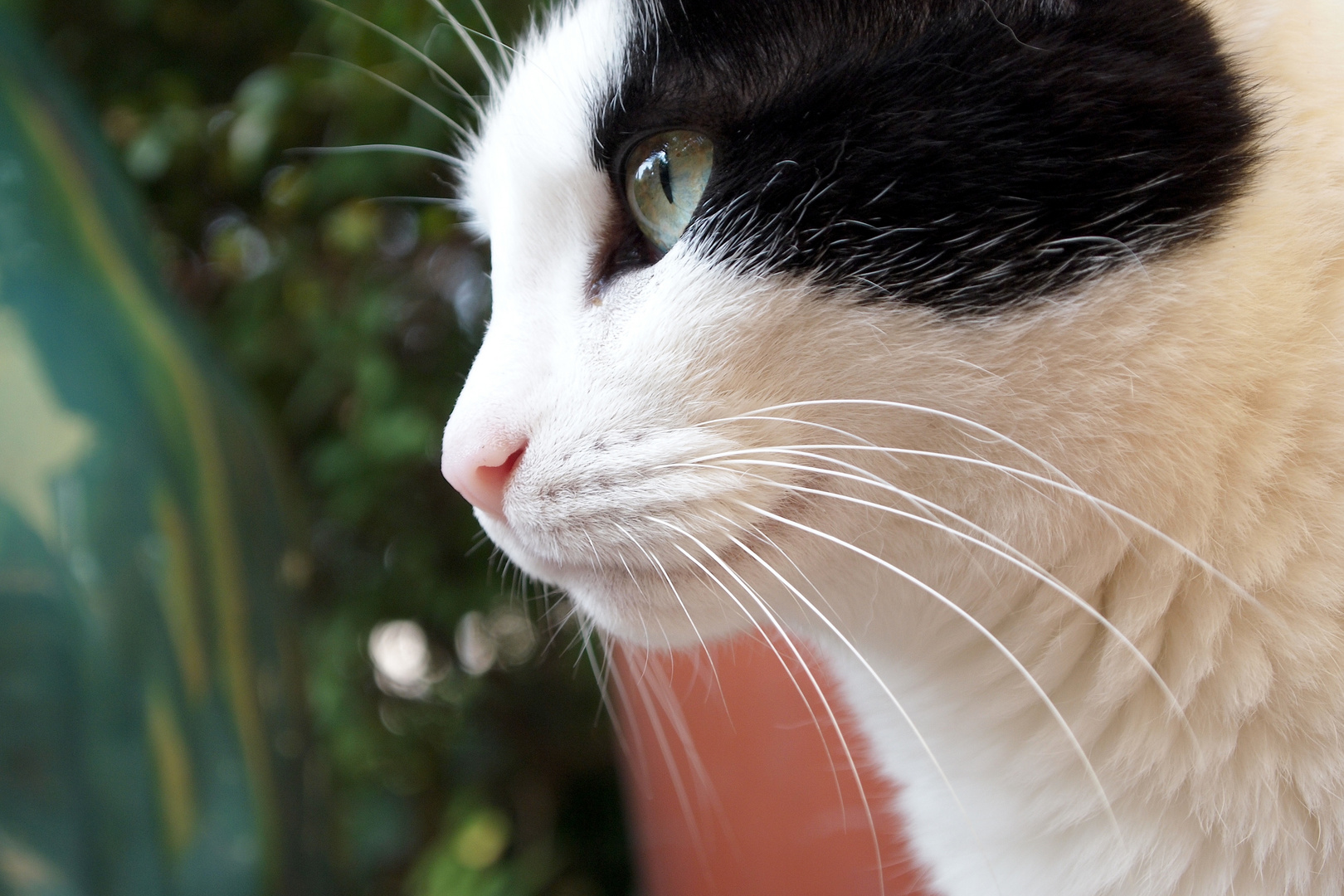 katzenAUGE Foto & Bild | tiere, haustiere, katzen Bilder auf fotocommunity