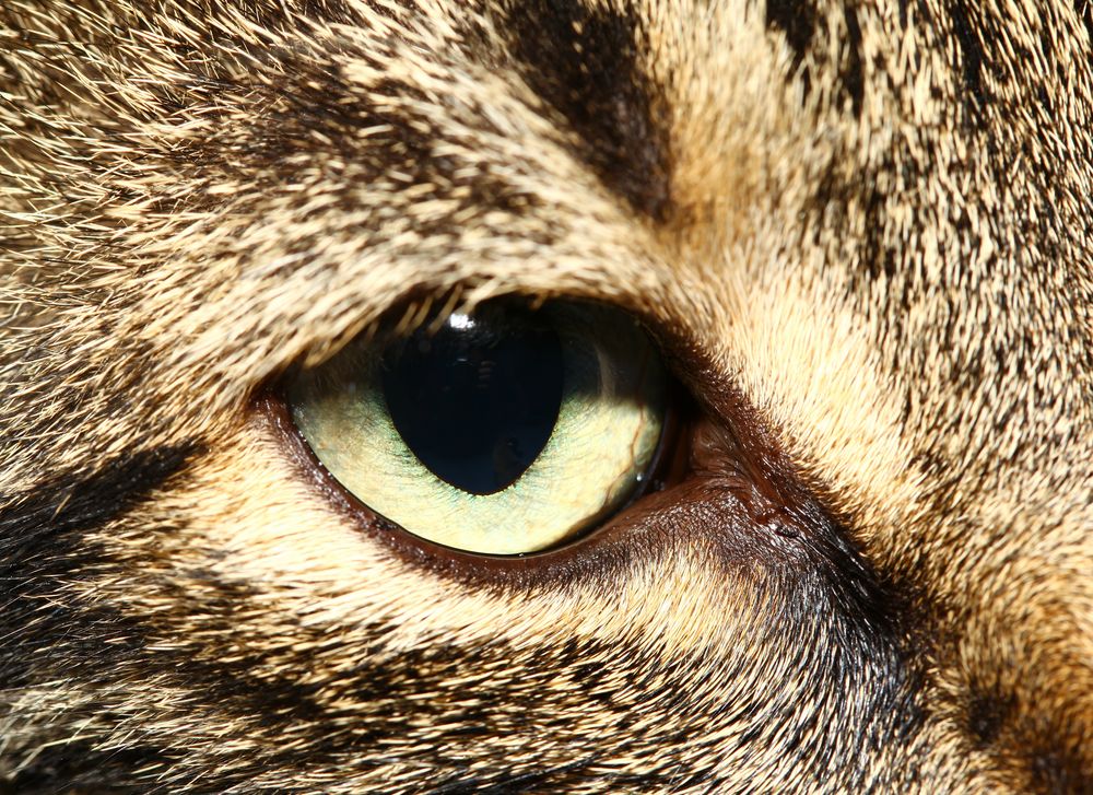 Katzenauge Foto & Bild | tiere, haustiere, katzen Bilder auf fotocommunity