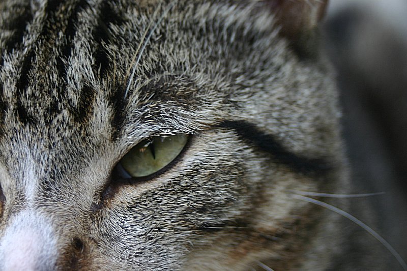 Katzenauge Foto & Bild | tiere, haustiere, katzen Bilder auf fotocommunity