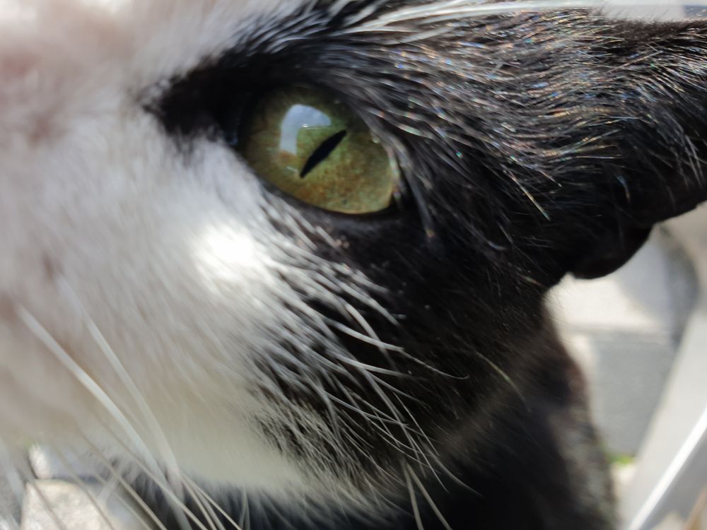 Katzenauge Foto & Bild | tiere, tierdetails, haustiere Bilder auf fotocommunity