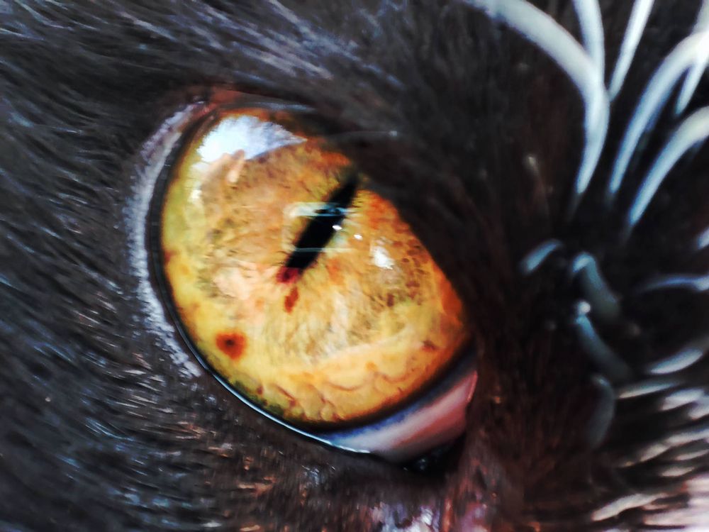 Katzenauge Foto & Bild | tiere, tierdetails, gelb Bilder auf fotocommunity