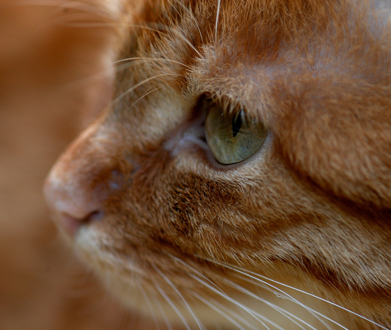 Katzenauge Foto & Bild | tiere, haustiere, katzen Bilder auf fotocommunity