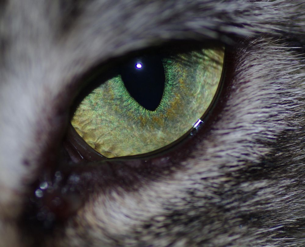 Katzenauge Foto & Bild | tiere, haustiere, katzen Bilder auf fotocommunity