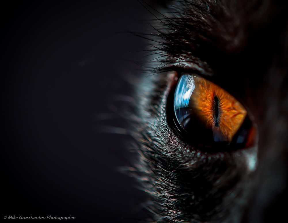 Katzenauge Foto & Bild | tiere, haustiere, katzen Bilder auf fotocommunity