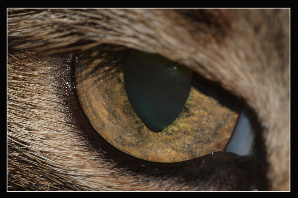 Katzenauge Foto & Bild | tiere, haustiere, katzen Bilder auf fotocommunity