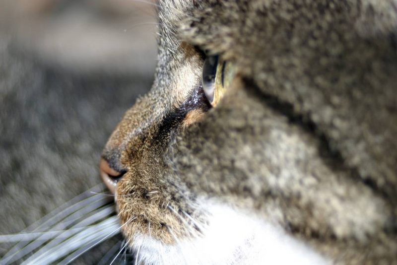 Katzenauge Foto & Bild | tiere, haustiere, katzen Bilder auf fotocommunity