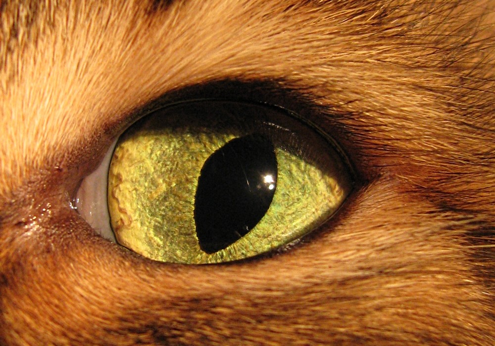 Katzenauge Foto & Bild | tiere, haustiere, katzen Bilder auf fotocommunity