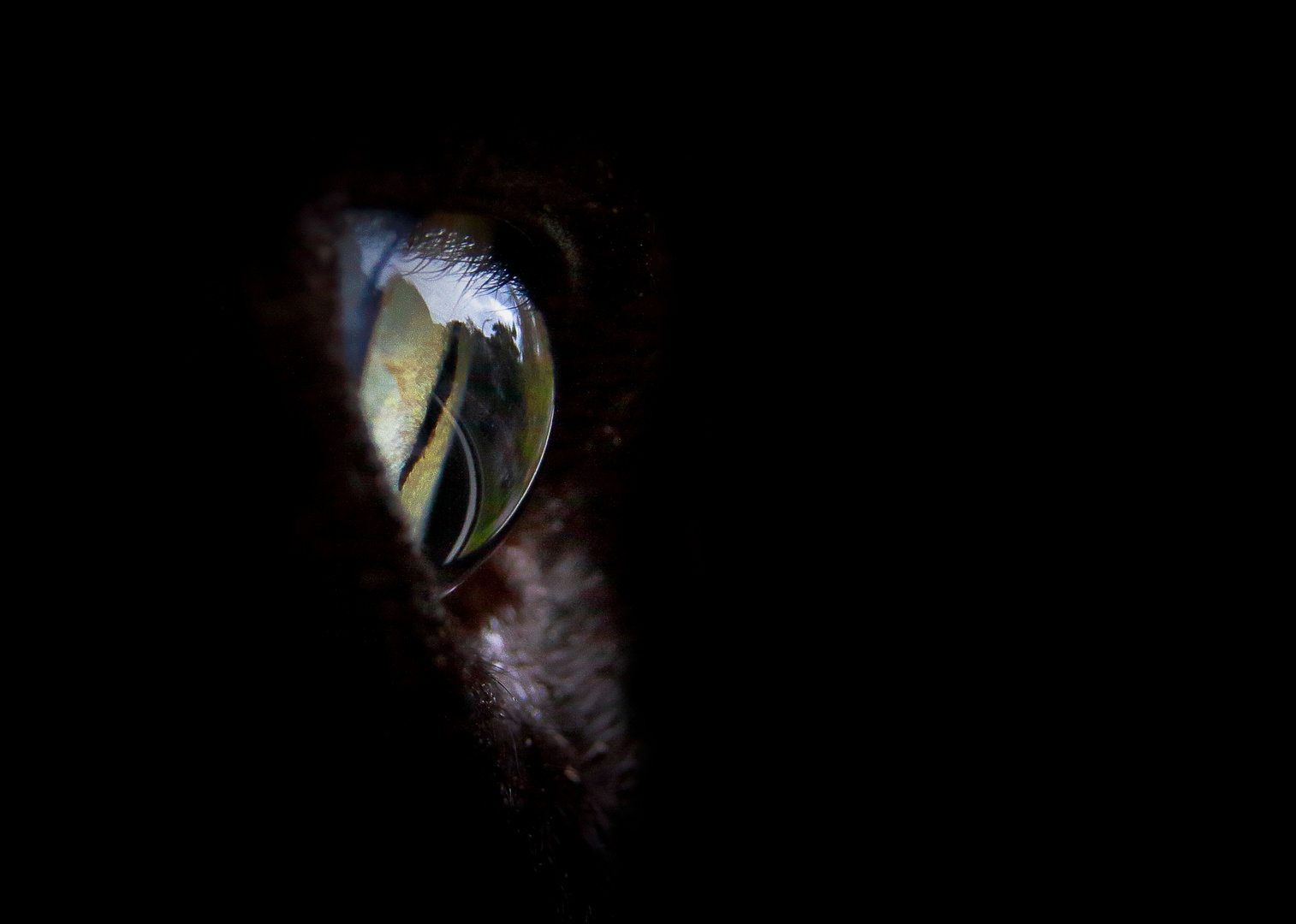 Katzenauge Foto & Bild | makro, auge, natur Bilder auf fotocommunity